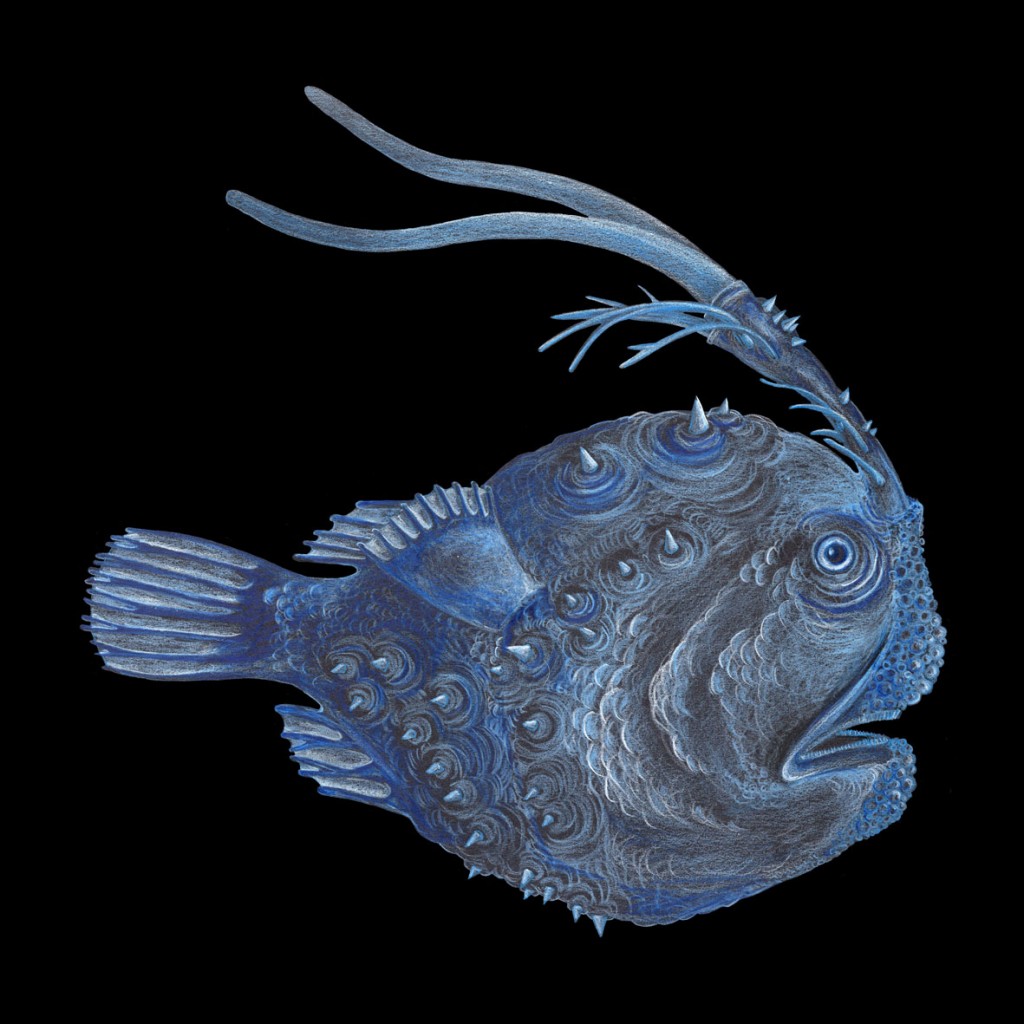 Fußballfisch (Himantolophus compressus) – KUNSTNERD